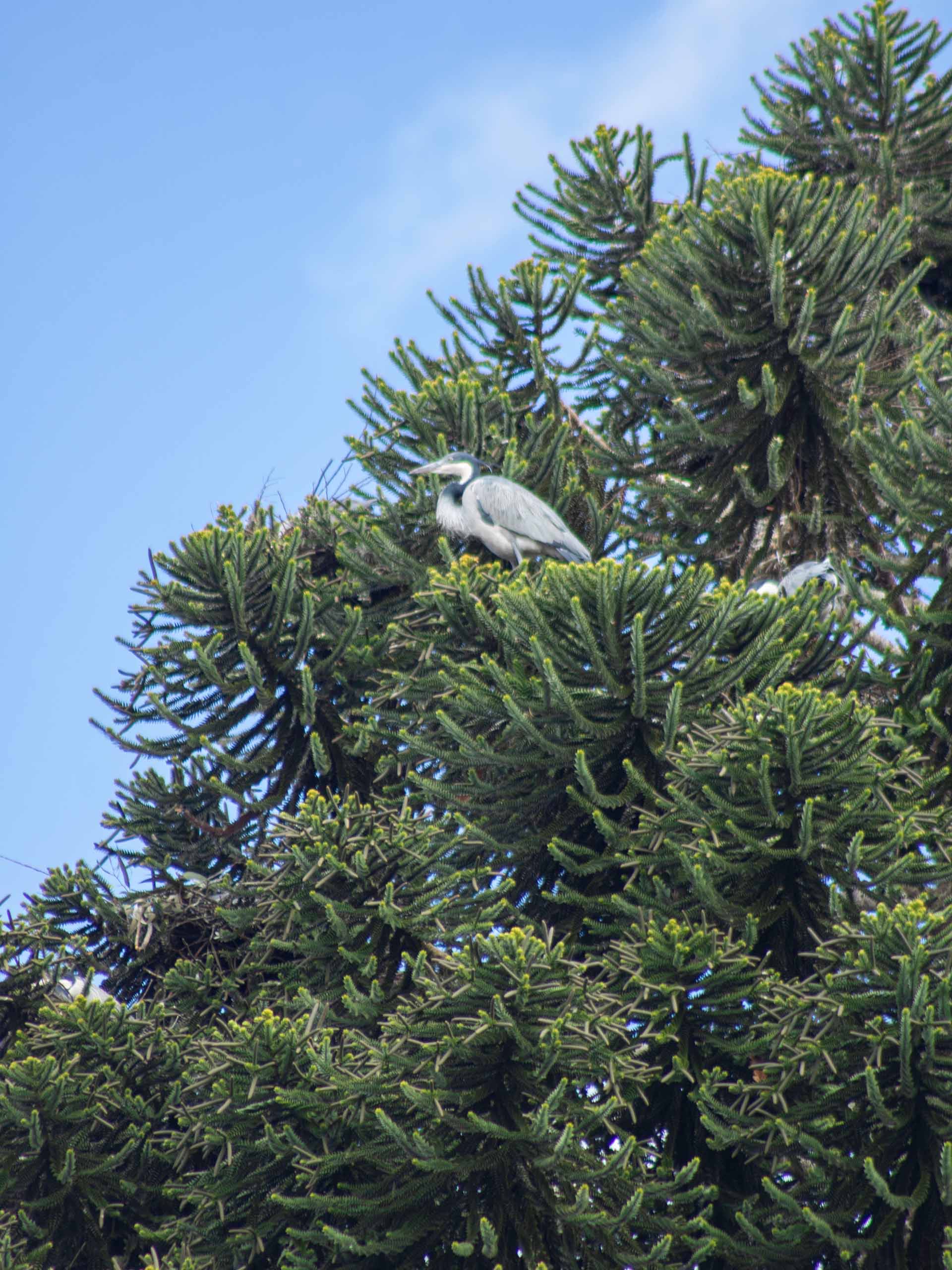 Historical features - Mankayane Town Board website