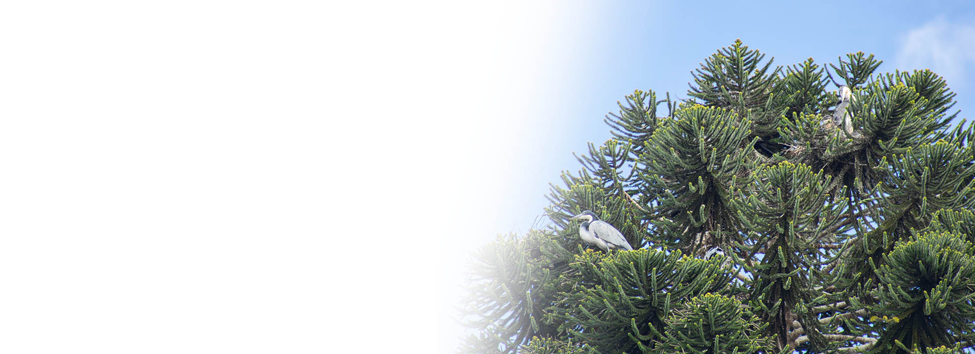 Home - Mankayane Town Board website